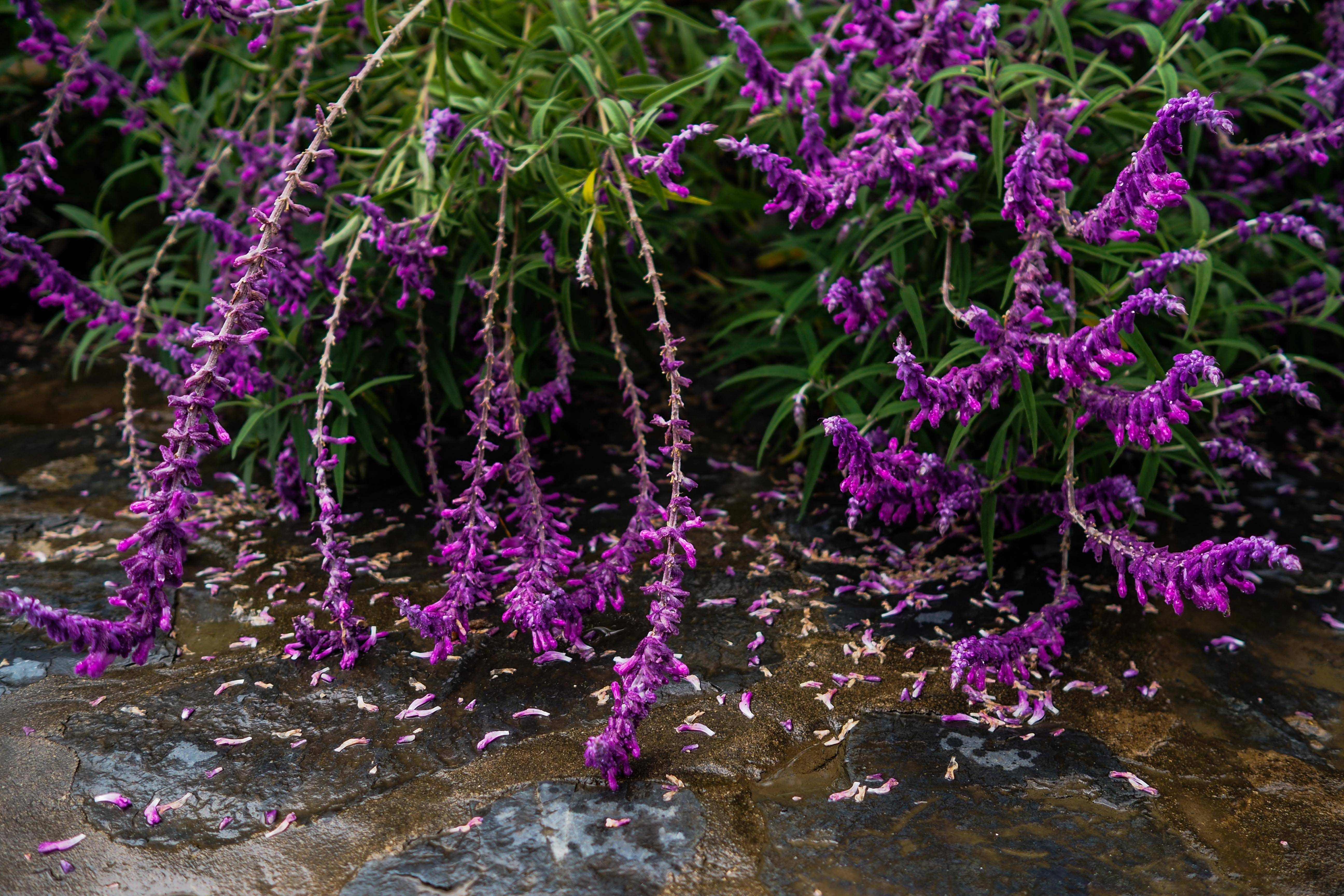 Songtsam | Songtsam Boutique Hotels | Songtsam Boutique Travel | China ...